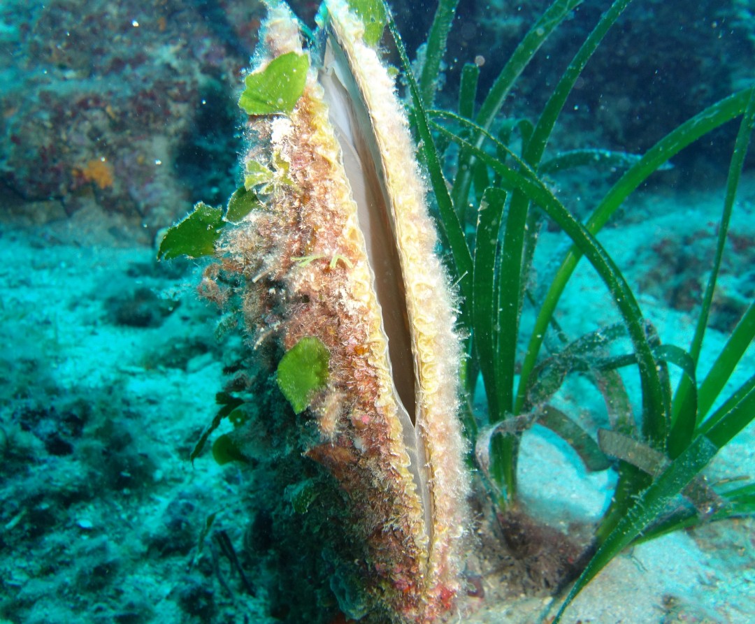 Scheda 3.6 - Pinna Nobilis - Valle del San Lorenzo