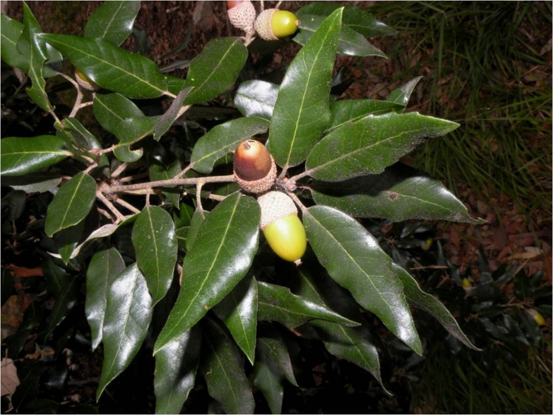 Il Leccio - Valle del San Lorenzo